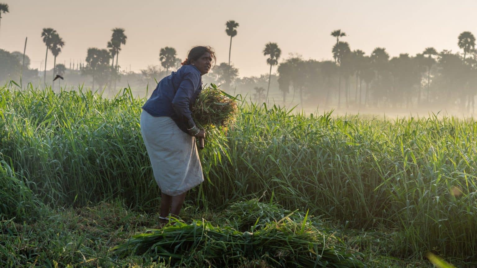Feminization of Agriculture in India